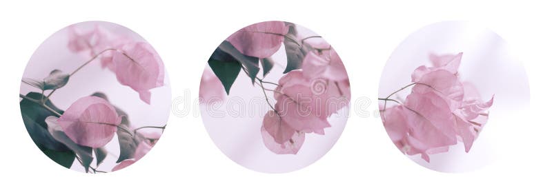 Bougainvillea Pink Flower on Light and Shadow Horizontal Background ...