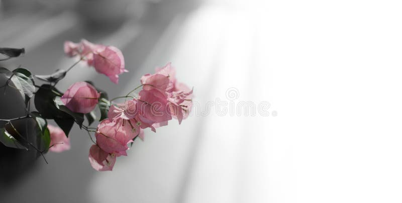 Bougainvillea Pink Flower on Light and Shadow Horizontal Long ...