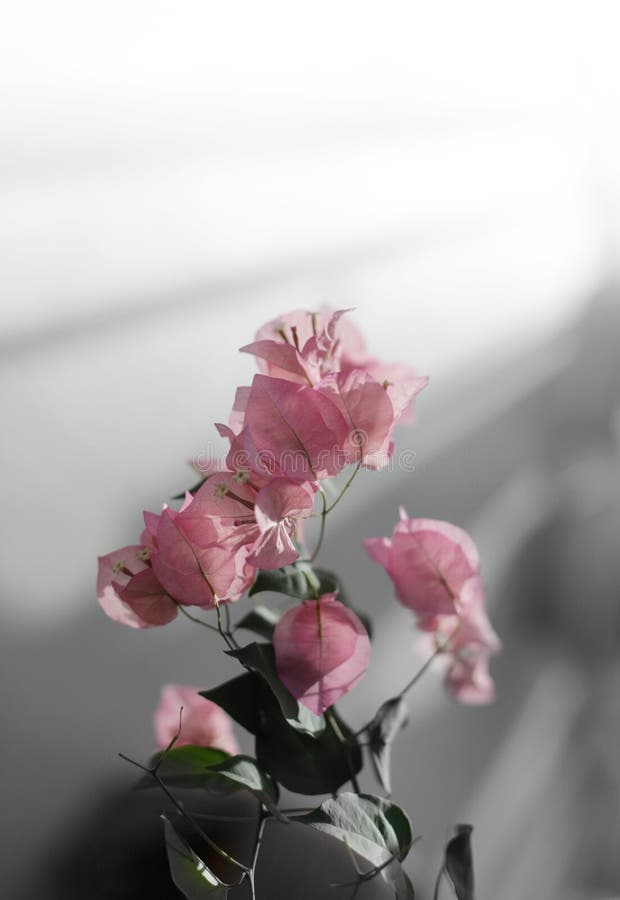 Bougainvillea Pink Flower on Light and Shadow Vertical Background Stock ...