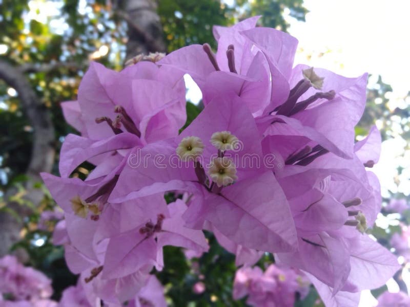 Bougani Villea Pink Tree Green Stock Photo - Image of tree, villea ...