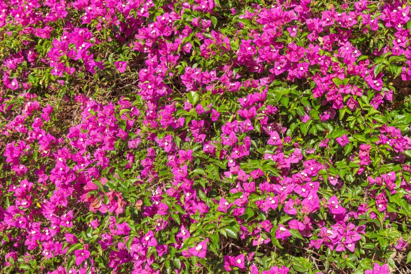 Bouganvilla Bush with a Great Bunch of Flowers, Tenerife Stock Photo ...