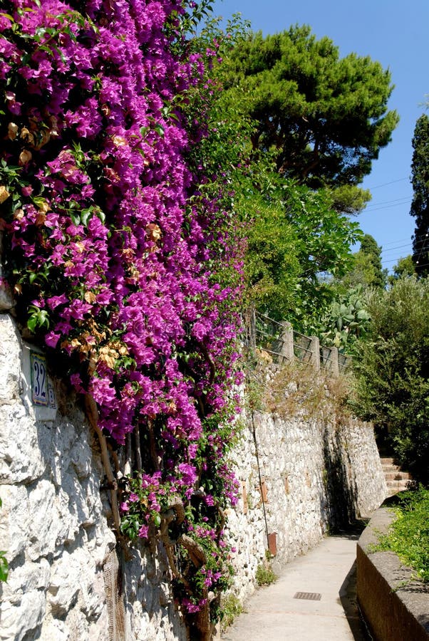 Bouganville foto de stock. Imagem de beleza, flor, vertical - 103352156