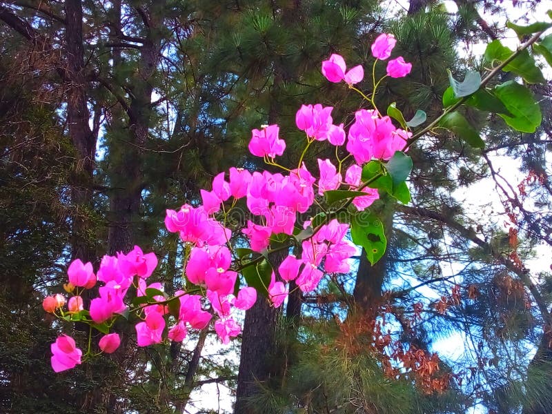 Bouganville Native Brazilian Flower Stock Image - Image of nature ...