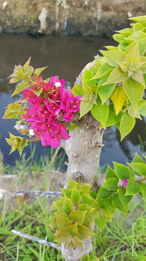 Bougenvil Flower on the Ground Stock Photo - Image of spring, evergreen ...