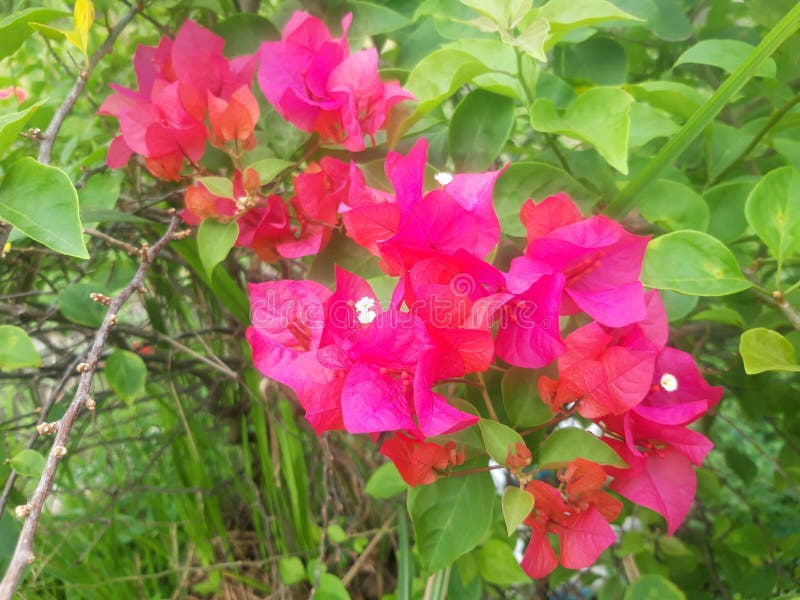 Beautiful Bougenvil Flower Stock Photos - Free & Royalty-Free Stock ...