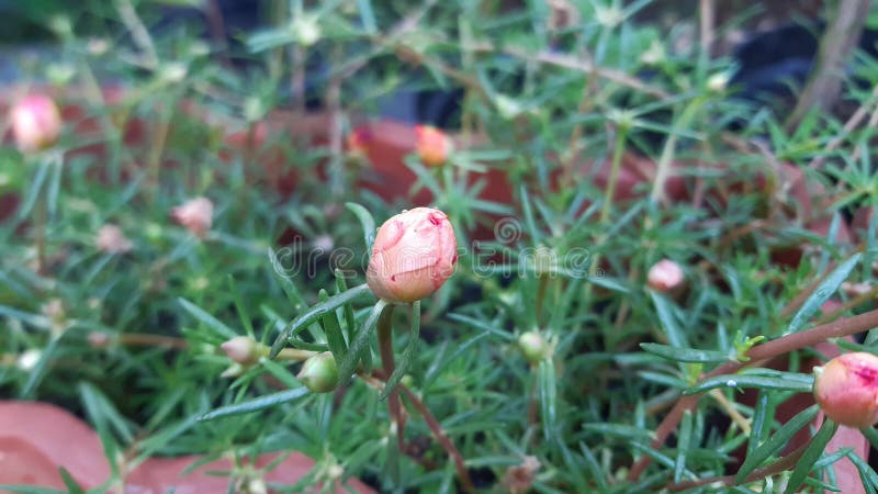 Bougenvil at home stock photo. Image of nature, pink - 201863996