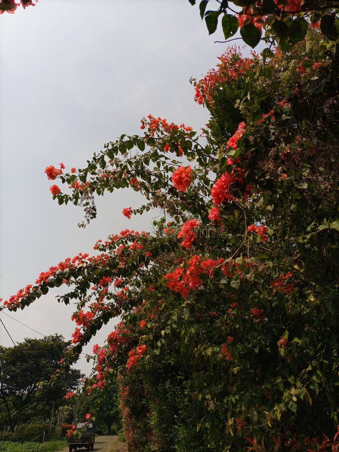 Bougenvile flower tree stock image. Image of fruit, plant - 252914943
