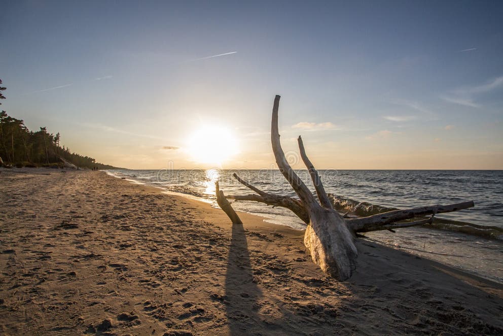Bough on the beach stock photo. Image of travel, summer - 58227284