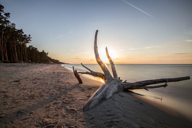 Bough on the beach stock image. Image of sand, landscape - 58227339