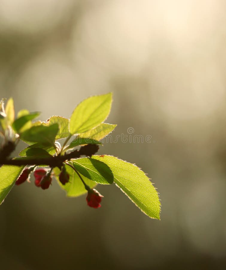 The Bough of the Cherry Tree with Flowers in the Sunset Stock Image ...