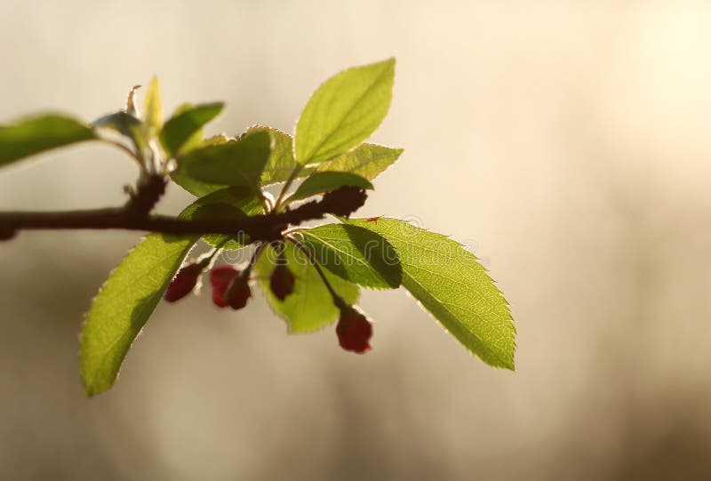 The Bough of the Cherry Tree with Flowers in the Sunset Stock Photo ...