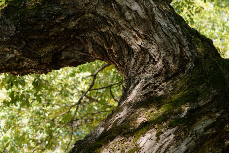 Bough of old willow tree stock photo. Image of nature - 48979688