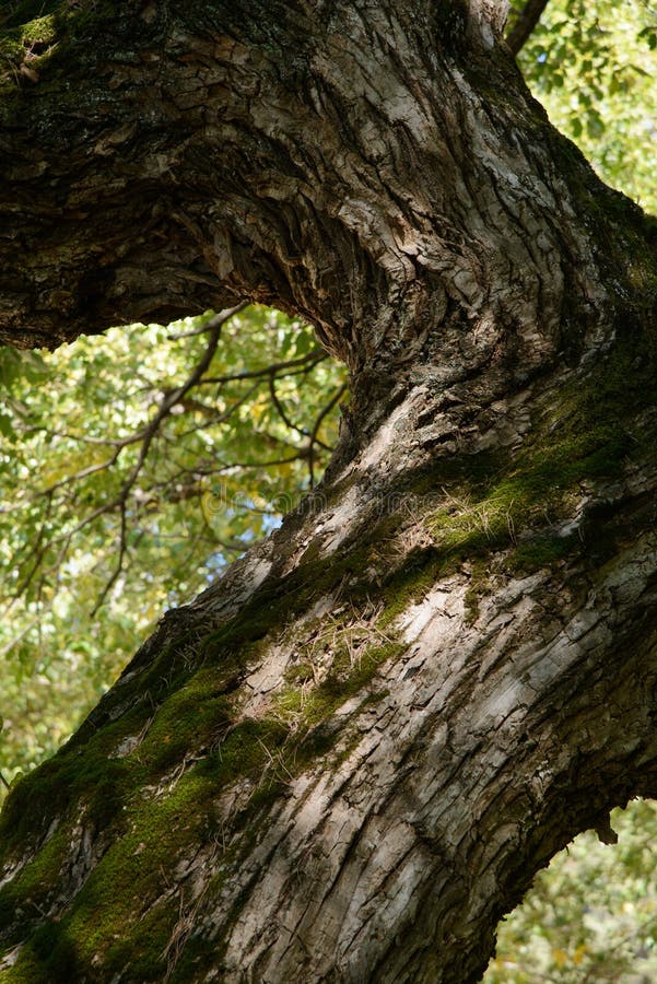Bough of old willow tree stock photo. Image of nature - 48979688
