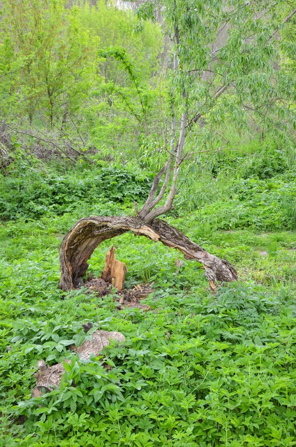 Bough of old willow tree stock photo. Image of nature - 48979688
