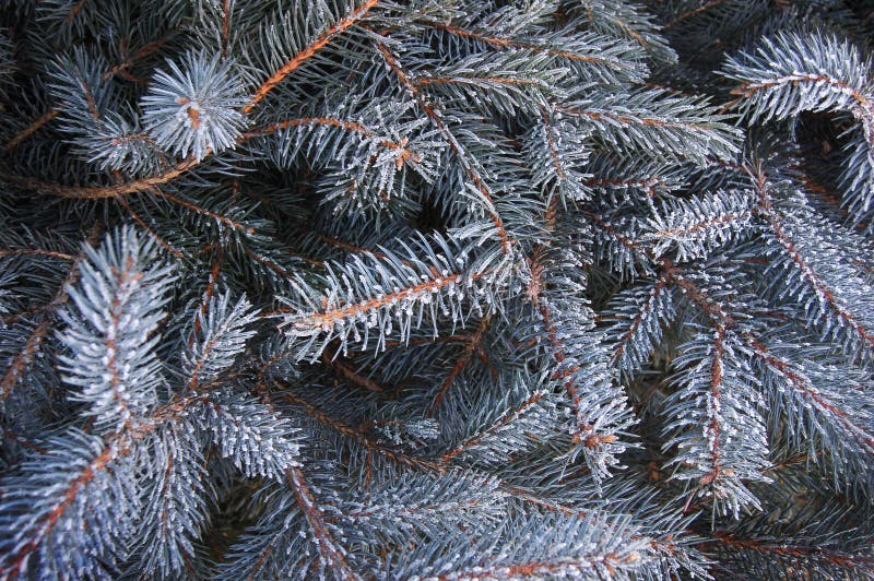 Boughs of fir stock image. Image of nature, conifer, background - 7688993