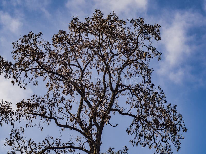 Boughs of Trees Against the Sky Stock Image - Image of branch, plant ...