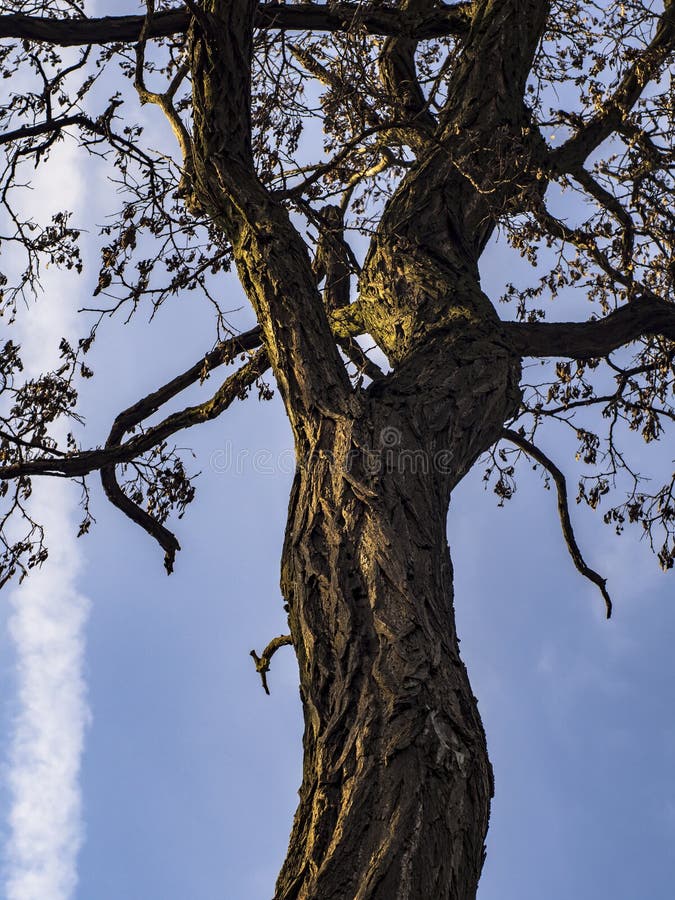 Boughs Stock Images - Download 2,707 Royalty Free Photos