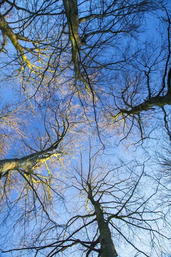 Boughs of trees stock image. Image of harmony, plant - 65345645