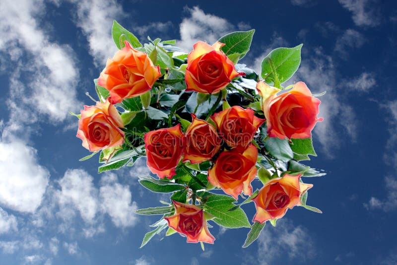 Bouguet of Roses Falling from Blue Sky Stock Photo - Image of salad ...