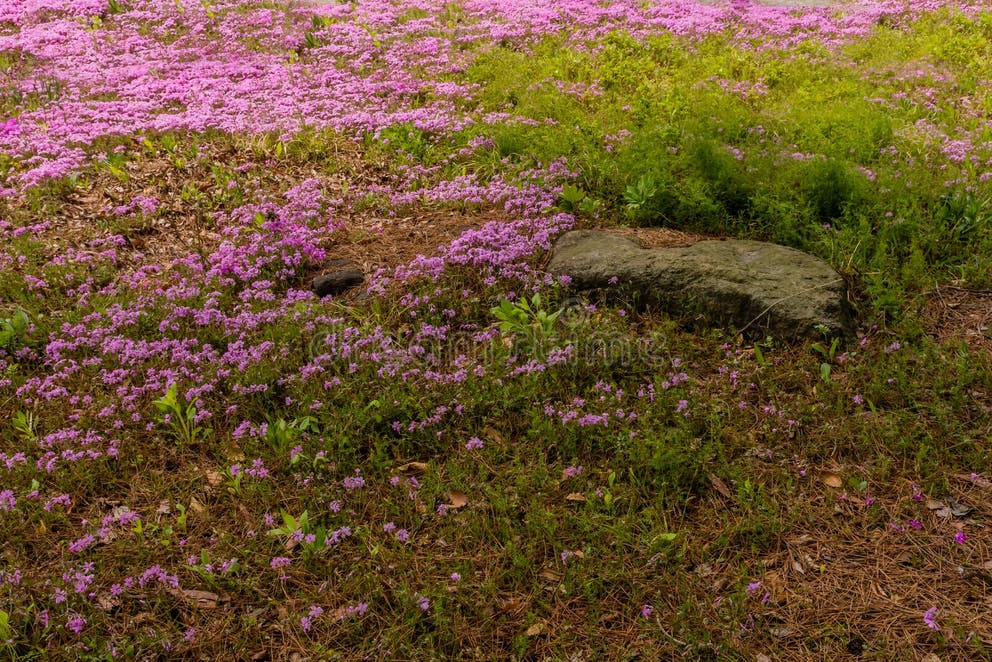 Boulder in field flowers stock image. Image of asia - 180066865