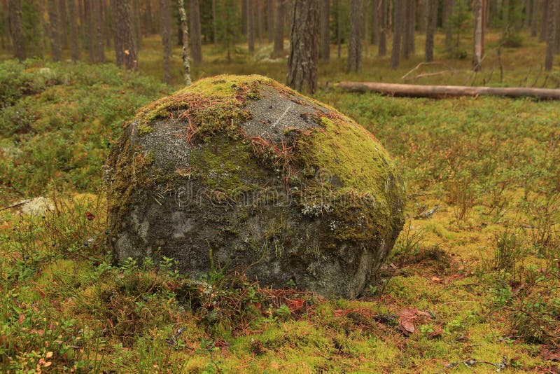 Boulder in a forest stock photo. Image of natural, forest - 101240428