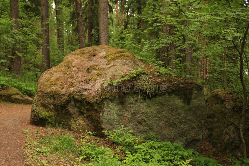 Boulder in the forest stock image. Image of outdoors - 95382301