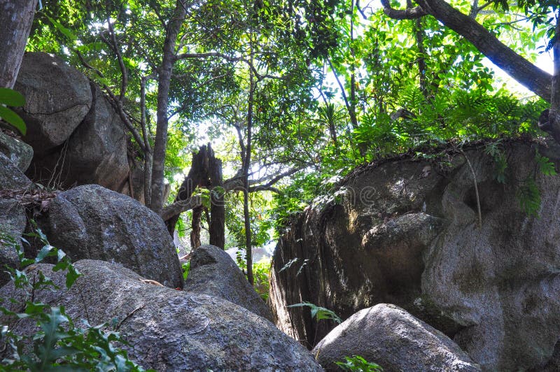 Boulder of Granite Rock into the Tropical Green Jungle Stock Photo ...