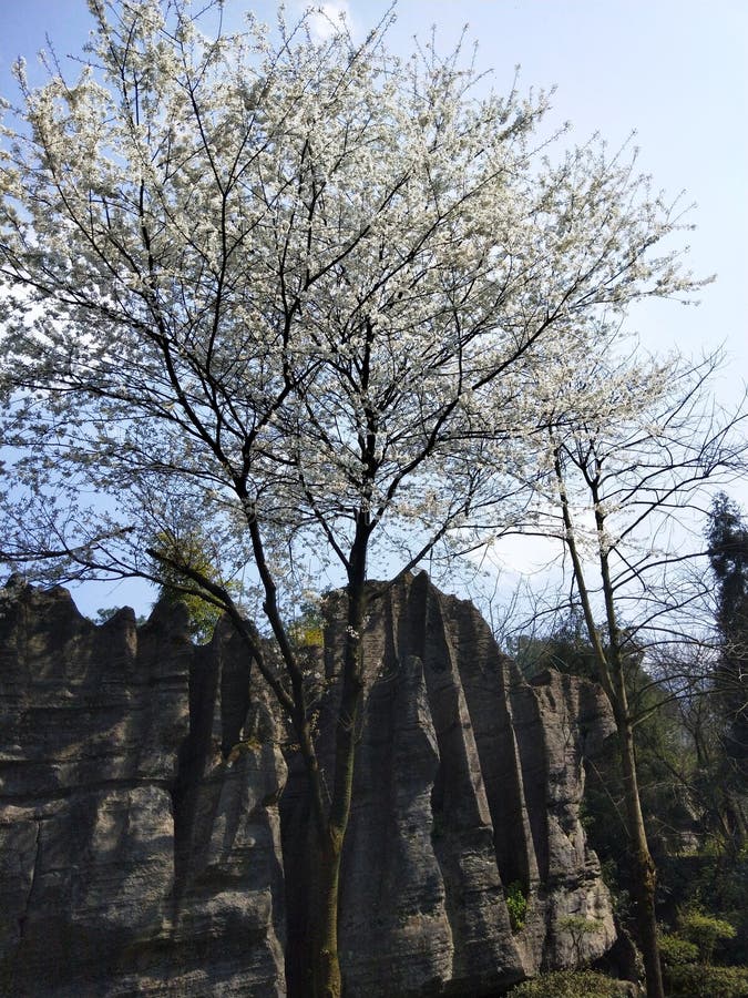 Beside the Boulder, There is a Tree Full of Small White Flowers. Stock ...