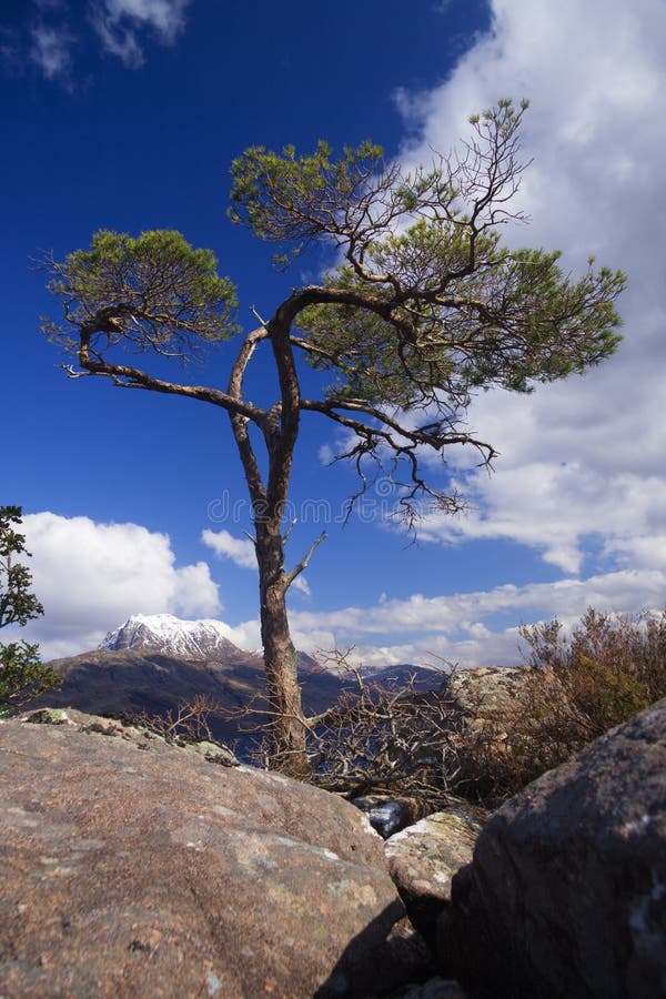 Boulder Tree Picture. Image: 5637710