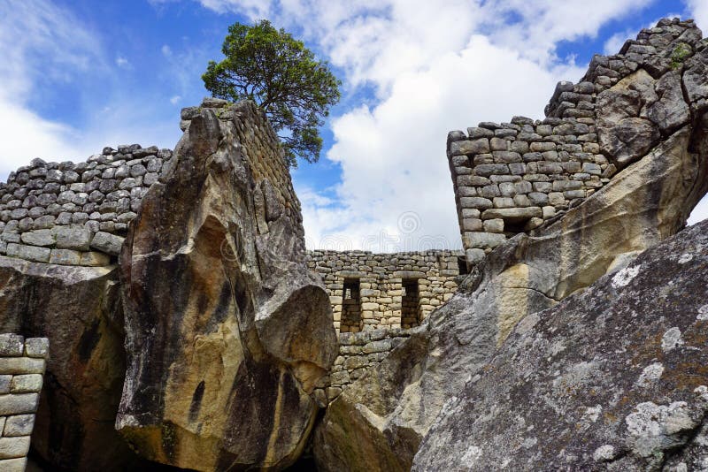 A Boulder with a Tree between the Stone Houses of Machu Picchu Stock ...