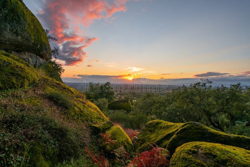 Boulders Covered with Moss on a Green Forest Tree Nature Landscape at ...