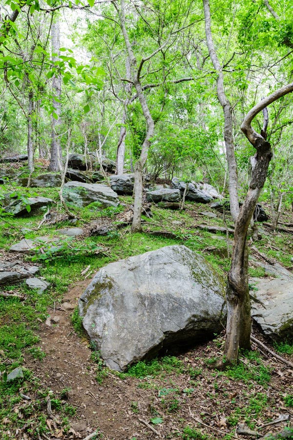 Boulders on Wooded Hillside in Spring Stock Image - Image of sunlight ...