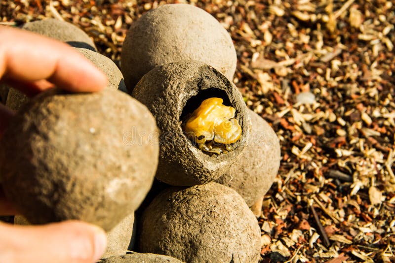 Boule De La Terre D'insecte De Caterpillar Photo stock - Image du earth ...