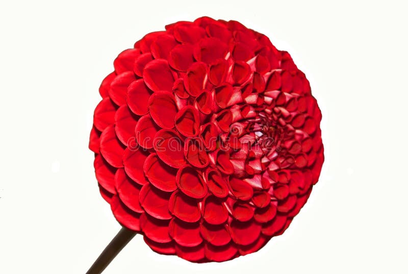 Boule Rouge Dahlia Flower Isolated Sur Le Blanc Photo stock - Image du ...