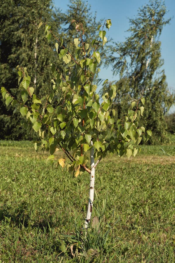 Bouleau de jeune arbre photo stock. Image du lame, rural - 57872780