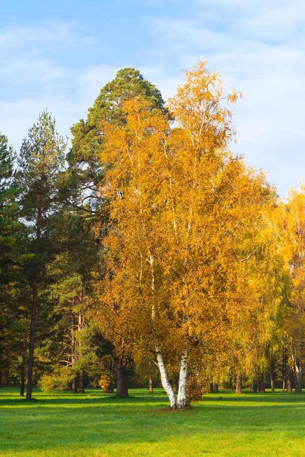 Bouleau jaune image stock. Image du hêtre, bouleau, couleur - 36244311