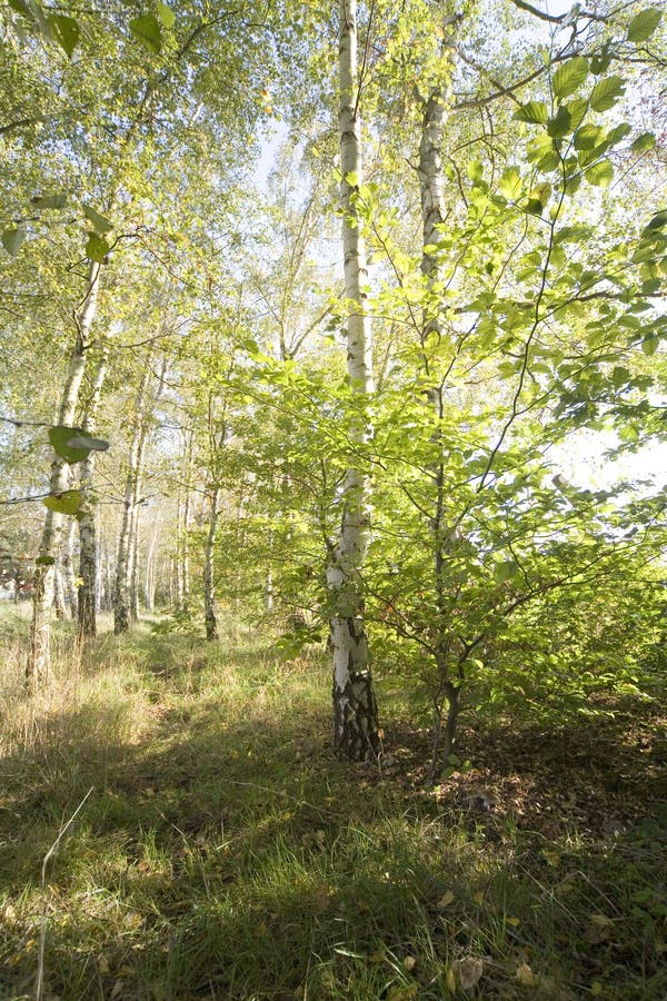 Bouleaux image stock. Image du coloré, vert, automne, bouleaux - 1474553