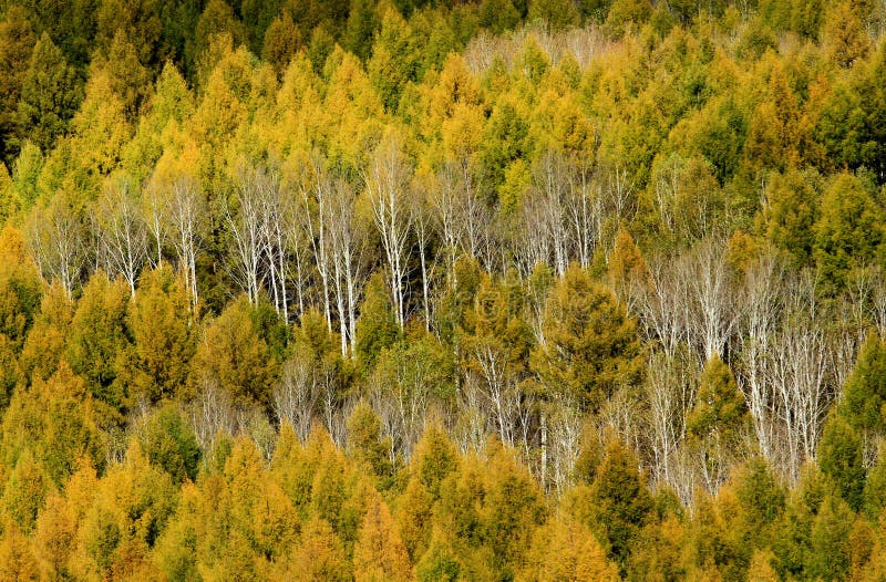 23,744 Bouleaux Photos libres de droits et gratuites de Dreamstime