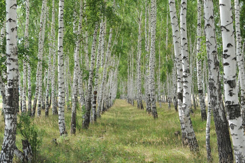 Texture de bois de bouleau image stock. Image du deciduous - 12400569