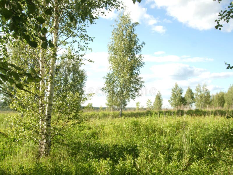 Dans le domaine bouleaux image stock. Image du nature - 167182387