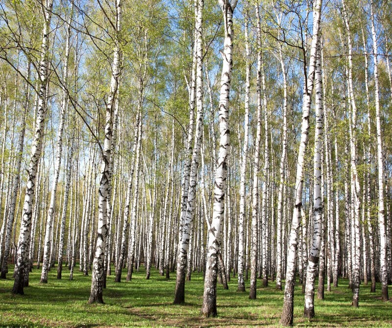 Parc De Ville De Bouleau De Matin Au Printemps Image stock - Image du ...