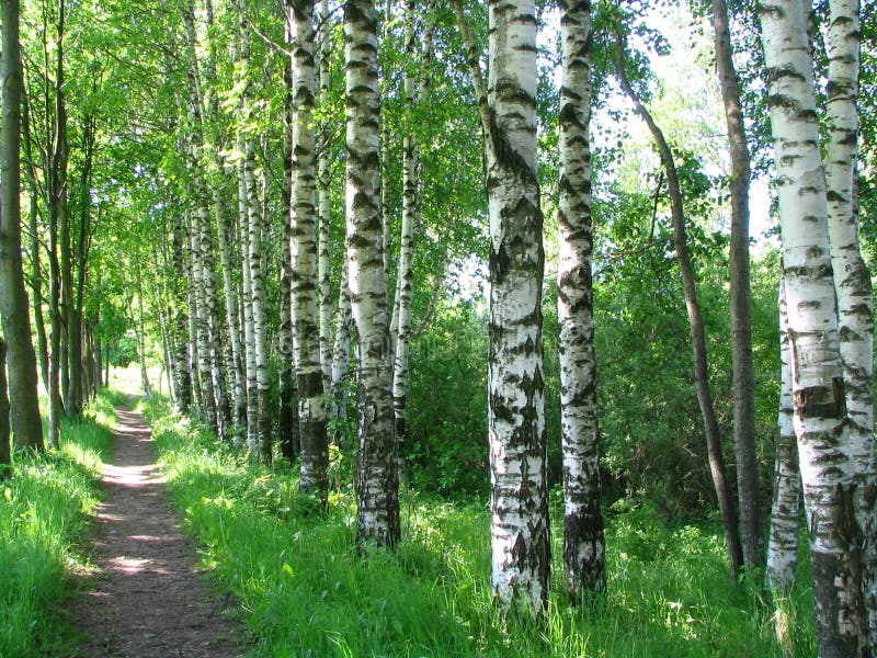 Bouleaux russes image stock. Image du herbe, arbre, horizontal - 338143