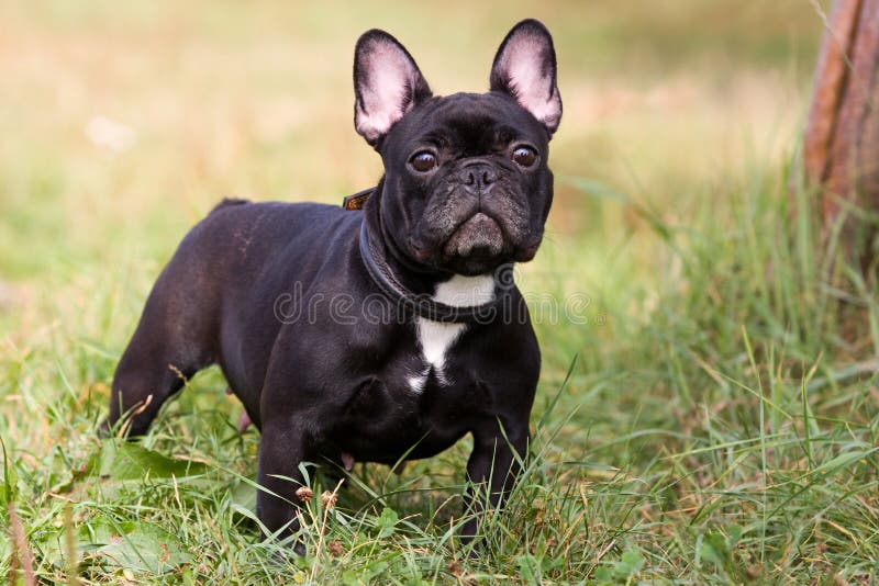 Bouledogue français noir photo stock. Image du horizontal - 12594882