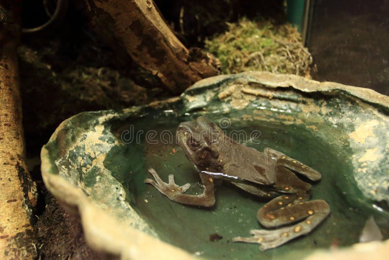 Asian tree stock image. Image of japan, garden, vegetation - 11797665