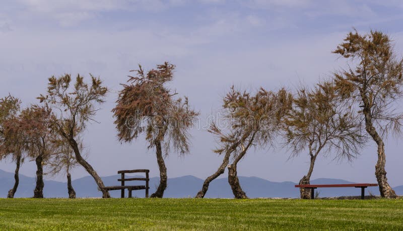 Boulevard trees stock image. Image of bench, promenade - 11405083