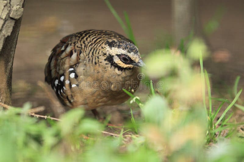 Arborophila Rufipectus Stock Photos - Free & Royalty-Free Stock Photos ...