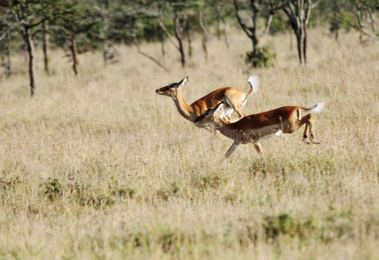 Jumping Impalas Stock Photos - Free & Royalty-Free Stock Photos from ...