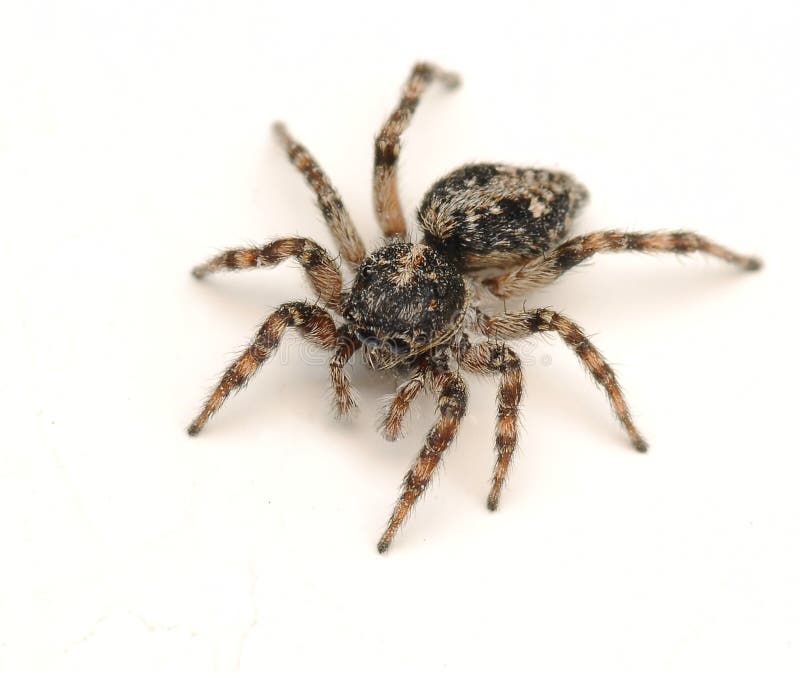 Bouncing Spider Tarantula Digs a Hole in the Ground. Wolf Spider Nest ...