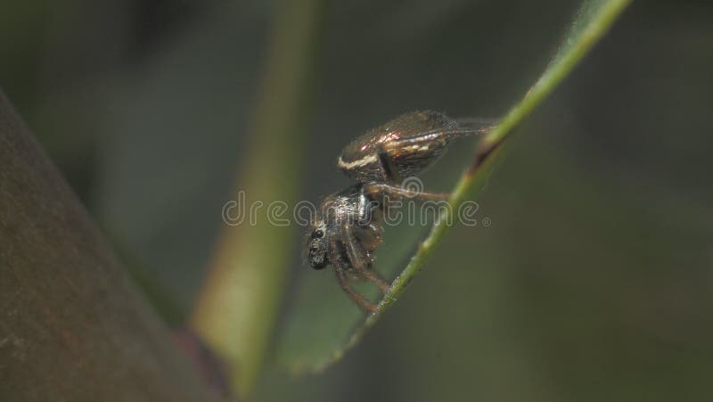 Bouncing spider macro stock image. Image of branch, arthropod - 237726935