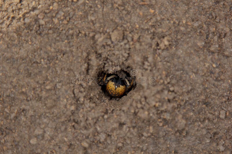 Bouncing Spider Tarantula Digs a Hole in the Ground. Wolf Spider Nest ...